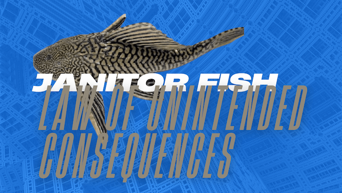 The Janitor Fish and the Price of Good Intentions